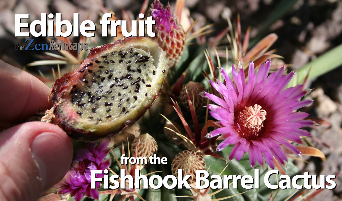 Fishhook barrel cactus has edible fruit - thezenxeriscape.com