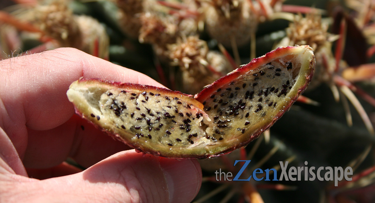 Fishhook barrel cactus has edible fruit - thezenxeriscape.com