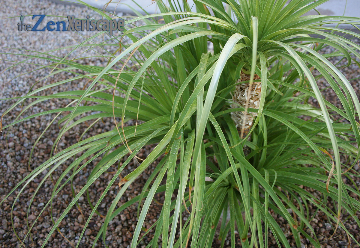 Ponytail Palm heat stress prevention guidelines - thezenxeriscape.com