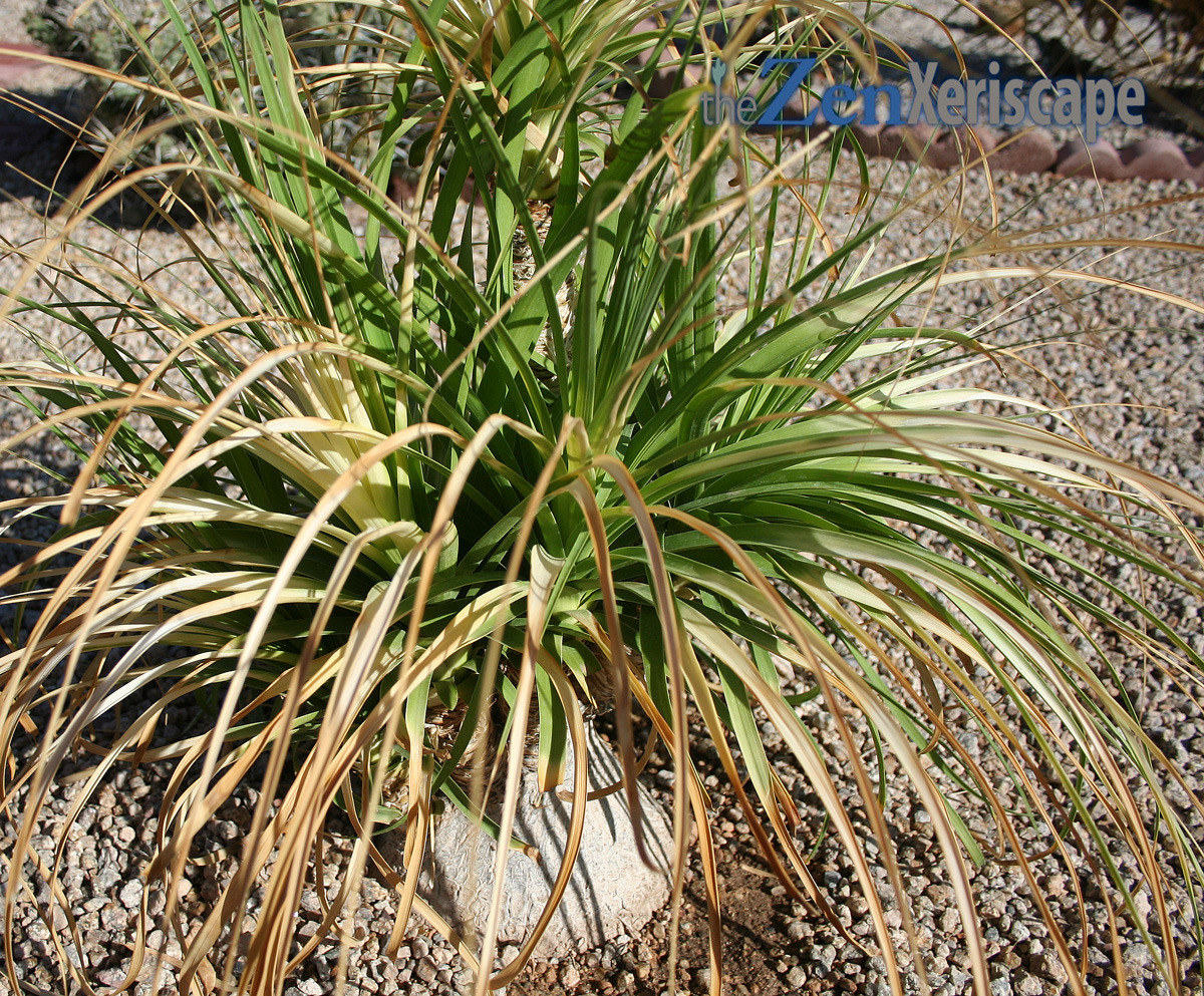 Ponytail Palm heat stress prevention guidelines - thezenxeriscape.com