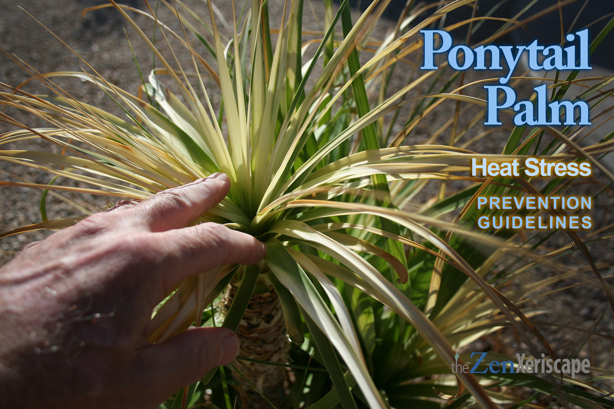 Ponytail Palm heat stress prevention guidelines - thezenxeriscape.com